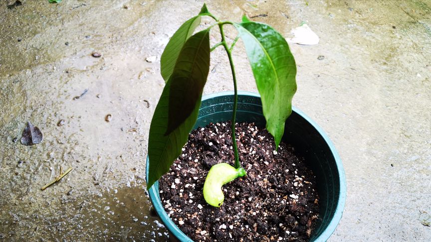 养护芒果幼苗,谨记做好这4点,小苗迅速长成小树