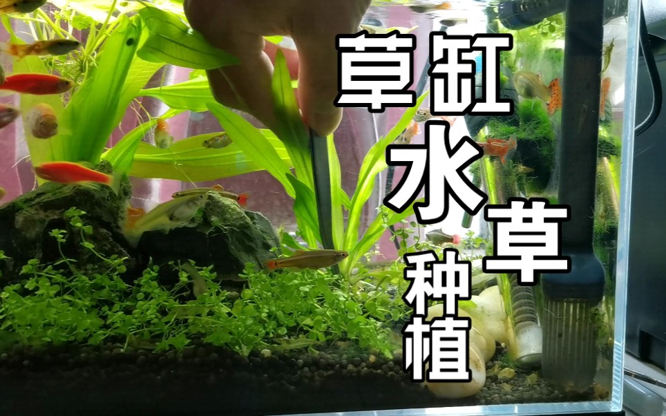 水草缸种水草|教大家一个不用翻缸在水中造景种水草的方法