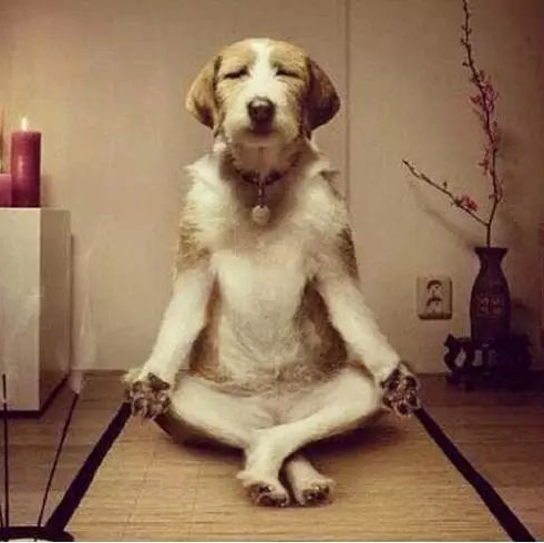 很佛系的年轻人 