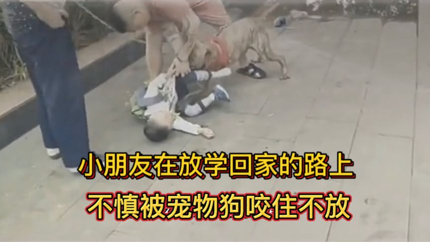小朋友在放学回家的路上不慎被宠物狗咬伤、并且咬住不放