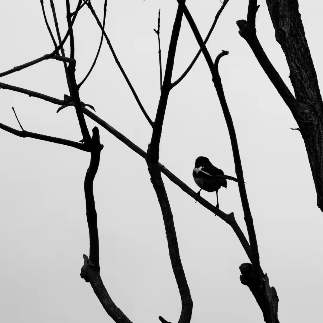 BITZH数媒影像馆 