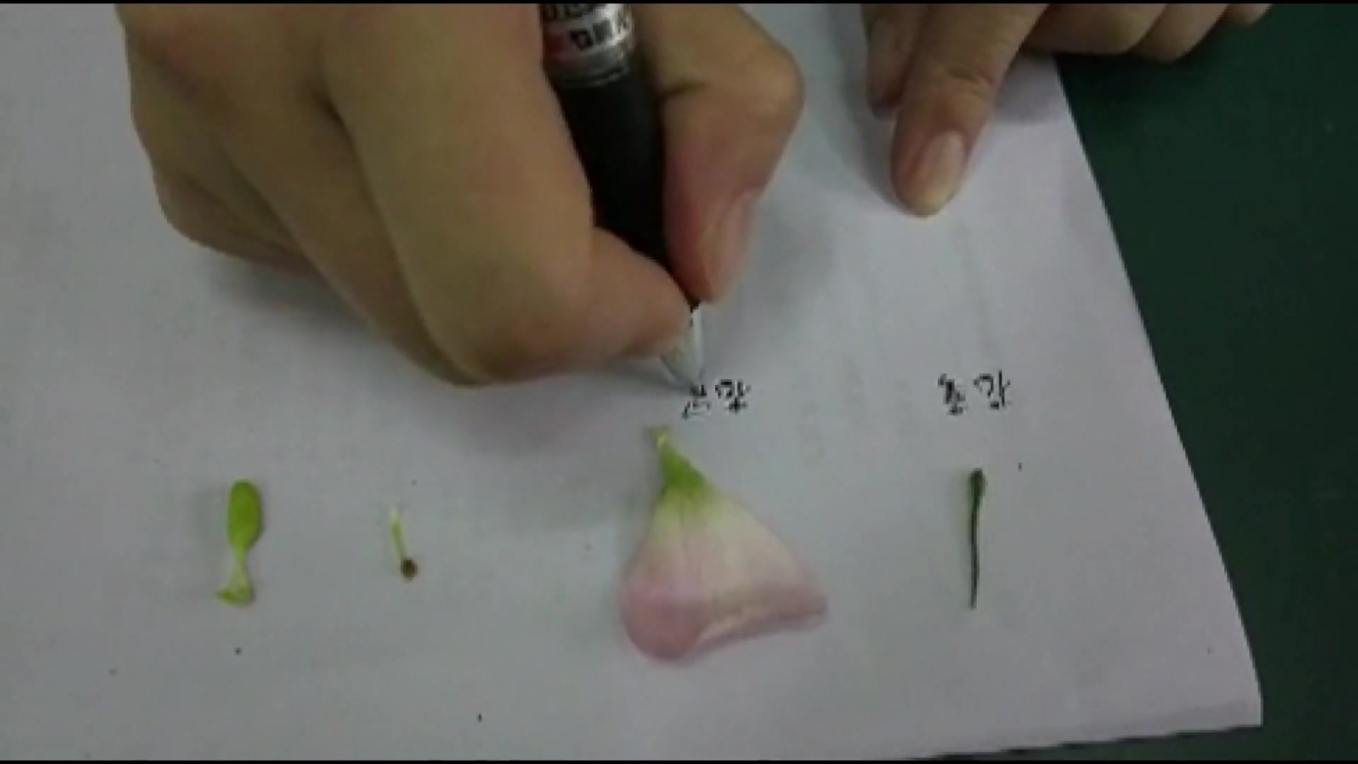 实验三解剖和观察花的结构