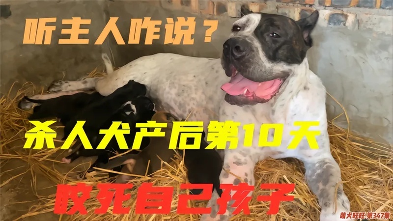 杀人犬瑞雪产后第10天,狠心咬死自己孩子,主人发现时已经晚了!