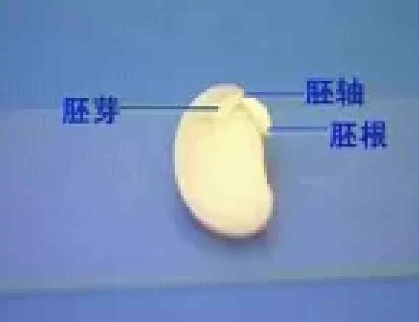 实验三:观察种子的结构