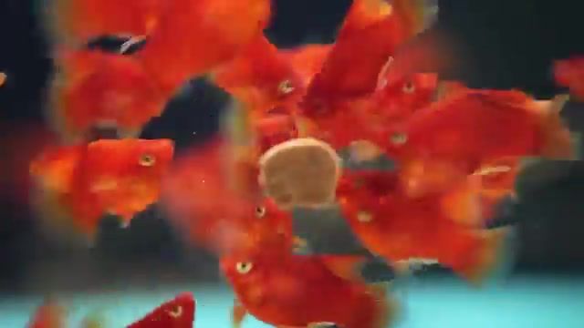 大帆红球|水族星球(Aquarium Planet)|AC草影水族