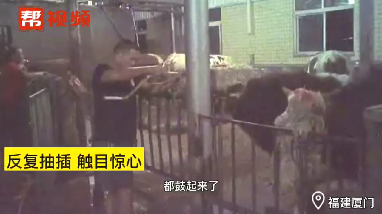 记者进厂直击活牛注水过程,画面残忍惊心