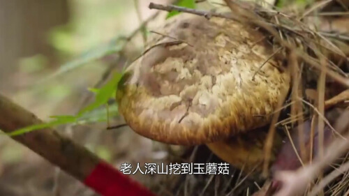 老人深山挖到"玉蘑菇",放置13年舍不得吃,儿子看后却让其丢掉