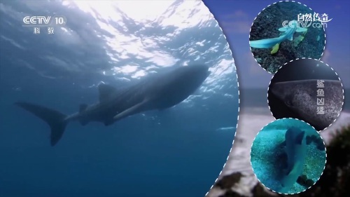 巨齿鲨比大白鲨足足大3倍,牙齿竟有人手般大小,简直恐怖