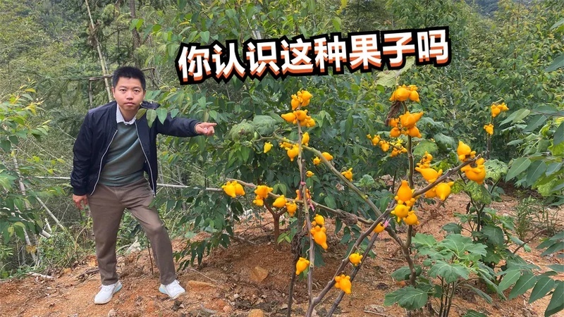 老乡从外地买回一植物种子,结出果实全村人都说没见过,你认识吗