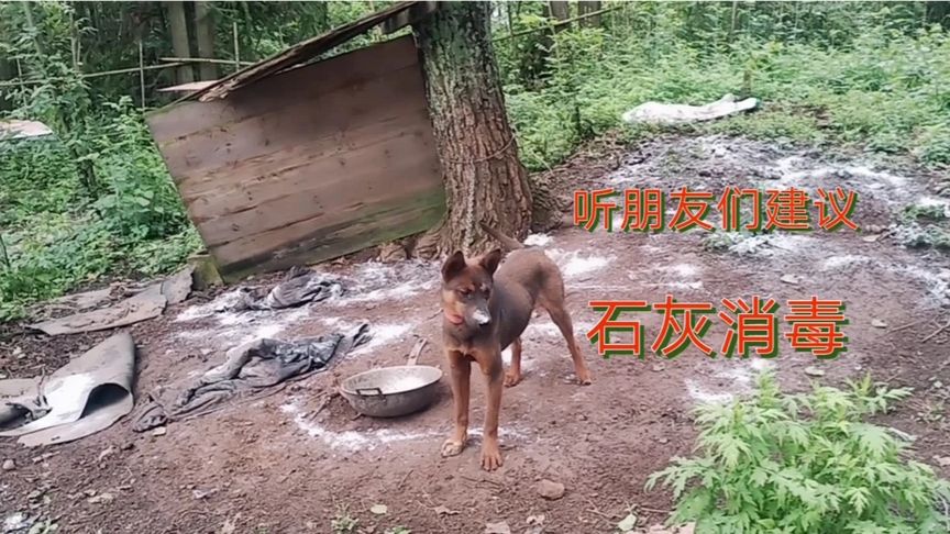 以前用消毒液,细小病毒一直在,这次听网友的,用石灰消毒