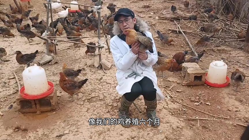 因禽流感扑杀20000多只鸡,小伙给自家土鸡打一次疫苗,简单实用