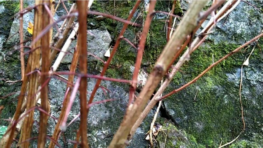 种了一棵三颗针如获至宝,想种它有十多年了,现在如愿以偿