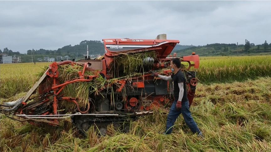 稻谷成熟时,收割稻谷,收割机还被稻草卡住了?
