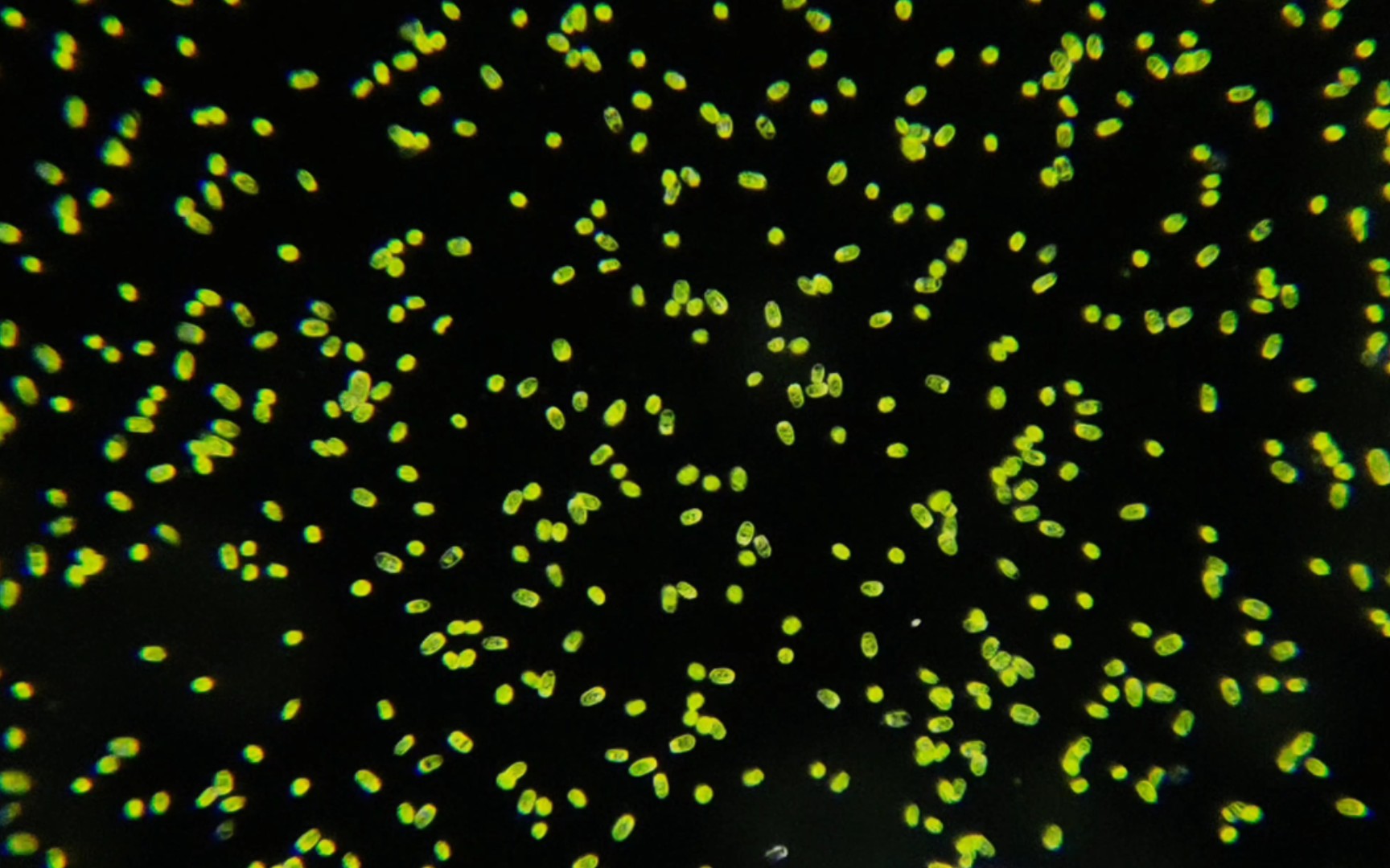 【微小藻类】在光学显微镜下繁忙且快乐的藻