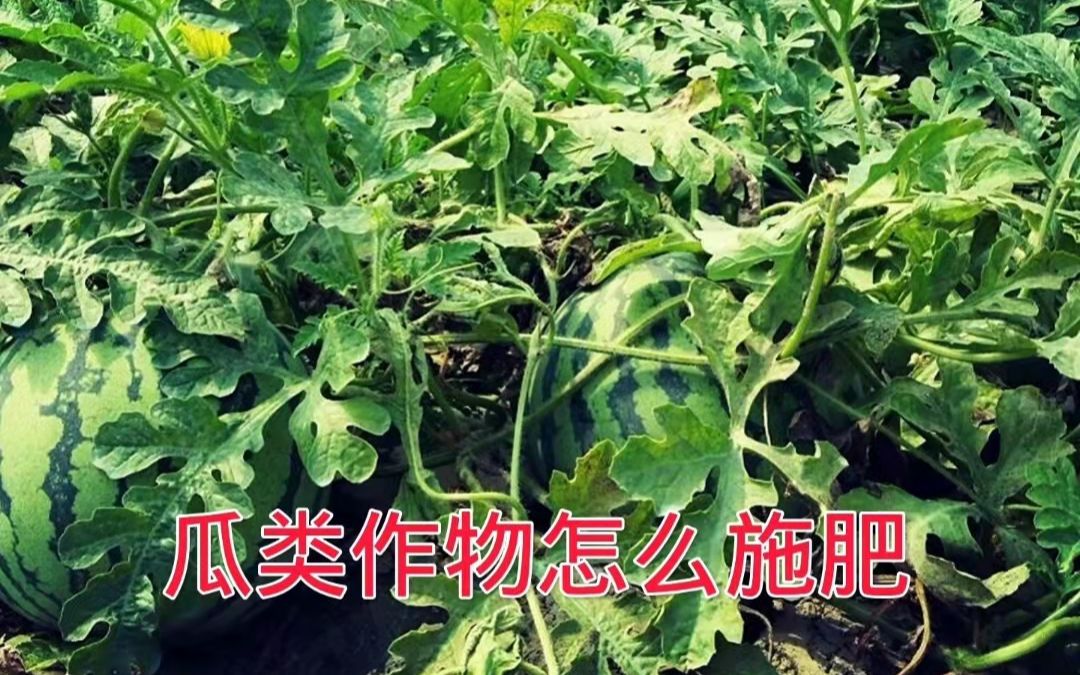 瓜类作物怎么施肥