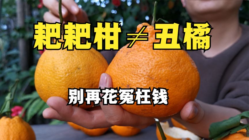 无良商家丑橘当耙耙柑卖,水果猎人一招教你少花冤枉钱!