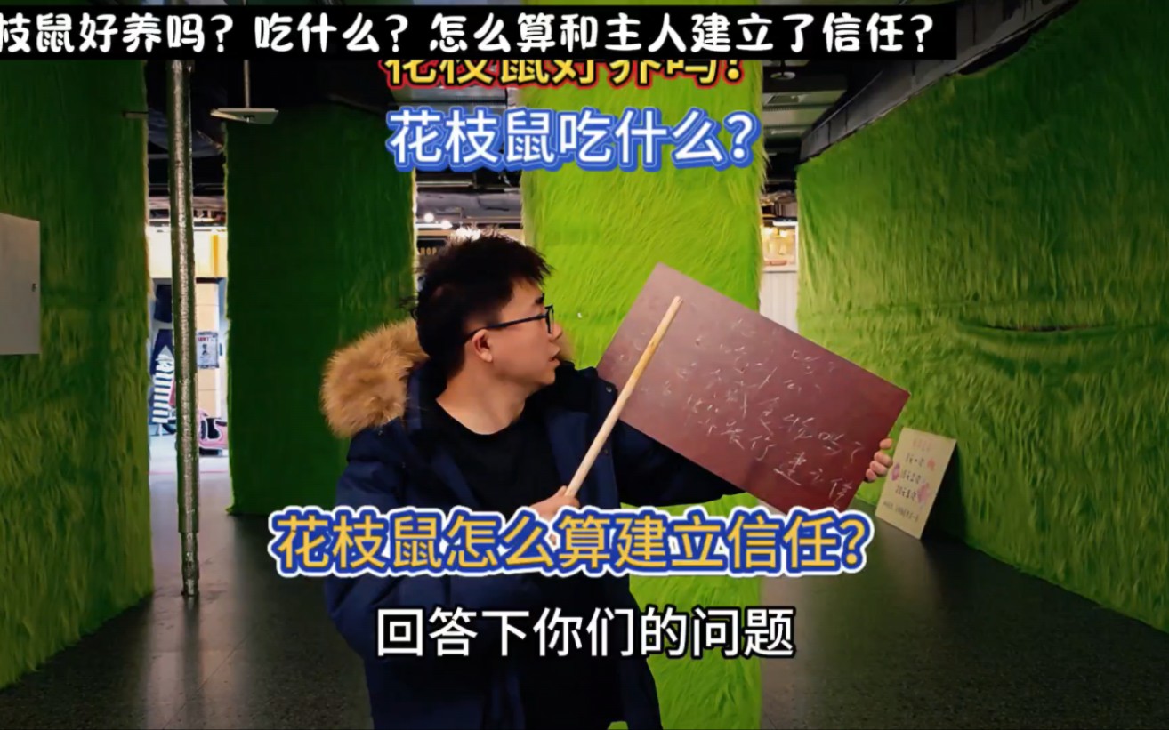 花枝鼠亲人好养吗?花枝鼠亲人的表现?花枝鼠吃什么食物?主粮是什么...