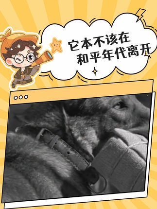 如果能以艺术之名伤害动物,那么下一个被伤害的就是我们#动物 #排爆...