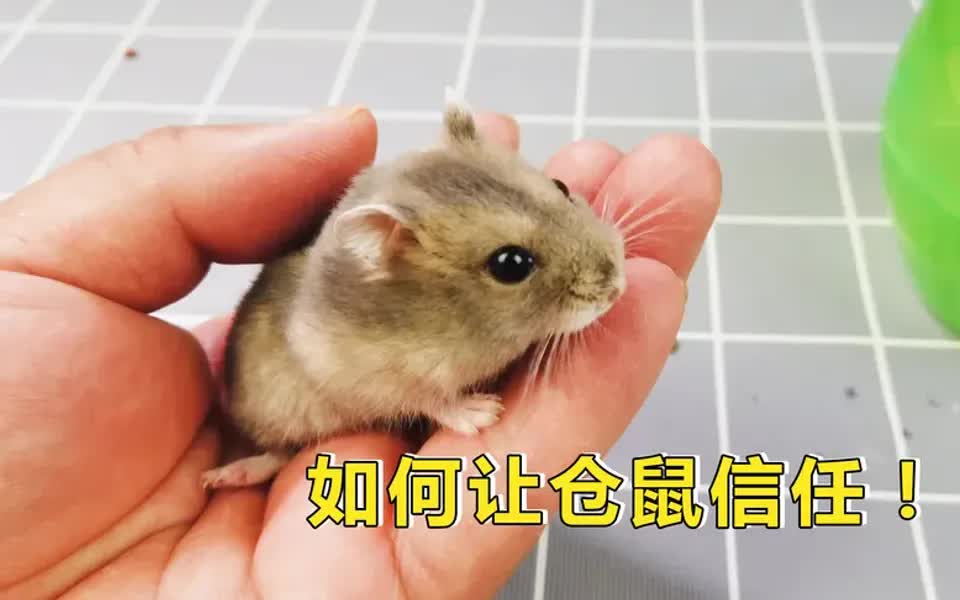 宠物日常：如何让小仓鼠信任你，熟悉你的气味