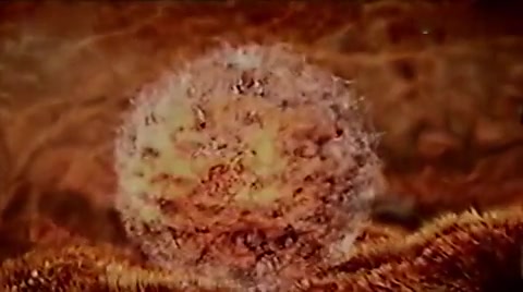 实拍精子进入女人体内的全过程,看你是如何战胜几亿人的