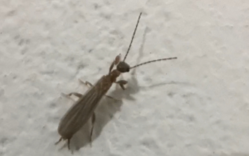 ...城市生物多样性观察日记 我的物候学式人间记录 一些没有艺术前景的...