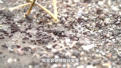 下雨前小动物的表现有哪些