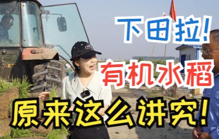 种地也没有那么简单!有机水稻原来这么讲究!