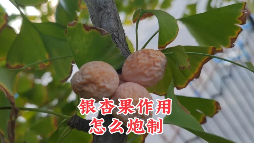 银杏果作用怎么炮制