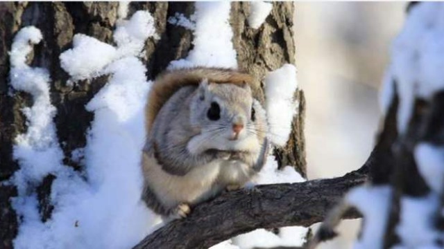 寒号鸟居然不是鸟,世间生物万千种,望文生义要不得#寒号鸟介绍视频
