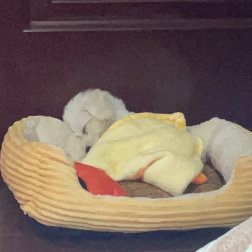你哩饼 