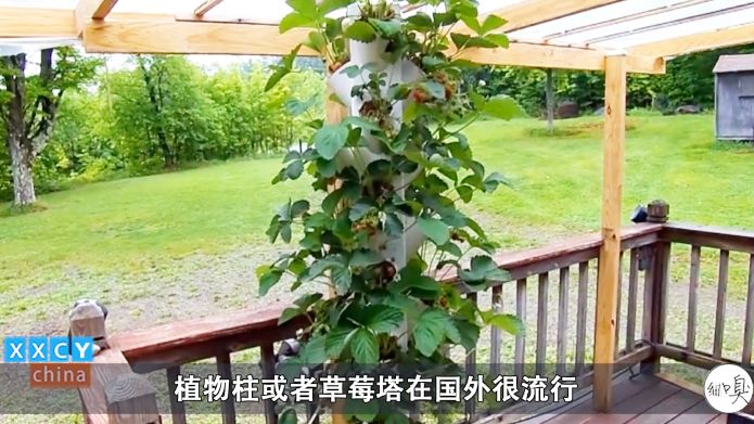 一根管子轻松改造家居无土种菜,长成草莓蔬菜塔,有得吃又美观