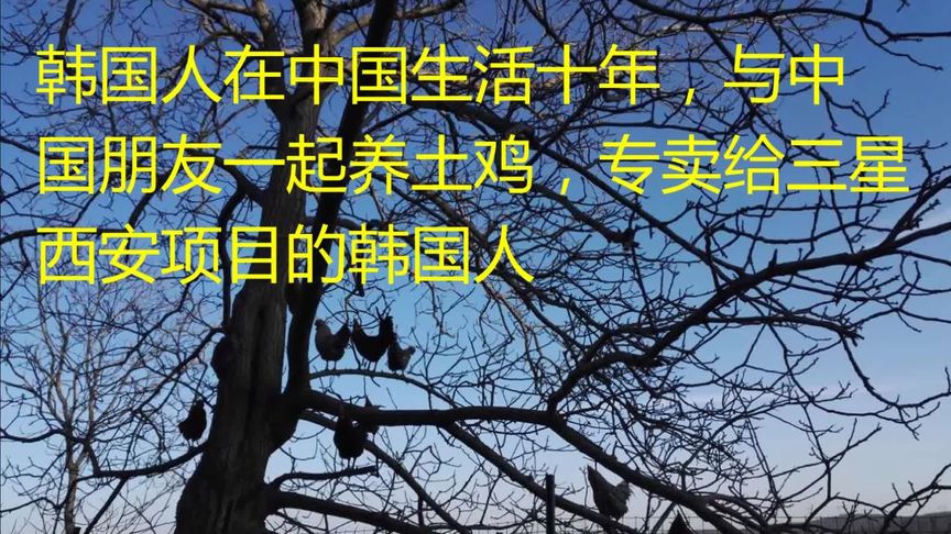 韩国人在中国生活十年,与中国朋友一起养土鸡