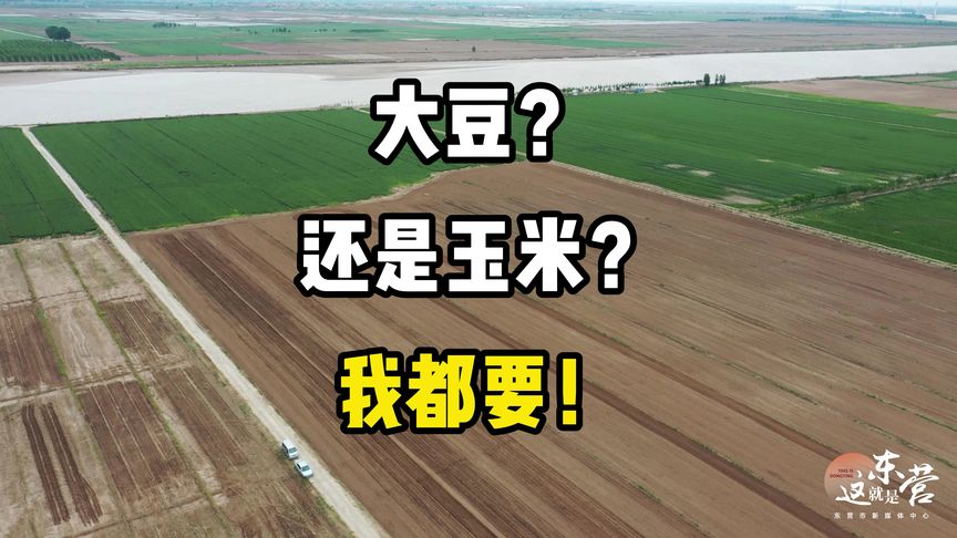 大豆玉米带状复合种植丨玉米不减产,多收一季豆#三农