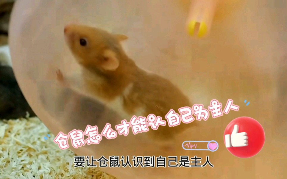仓鼠怎么才能认自己为主人#仓鼠宝宝
