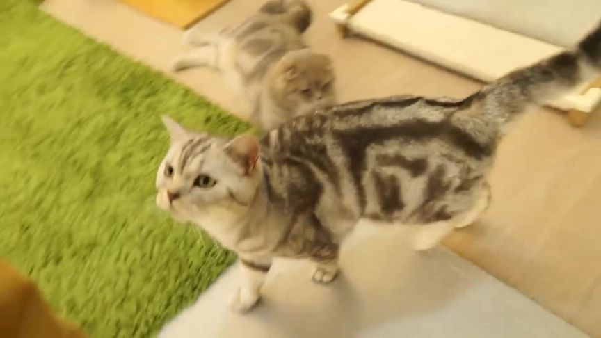 猫咪撒娇的时候，像不像你女朋友？