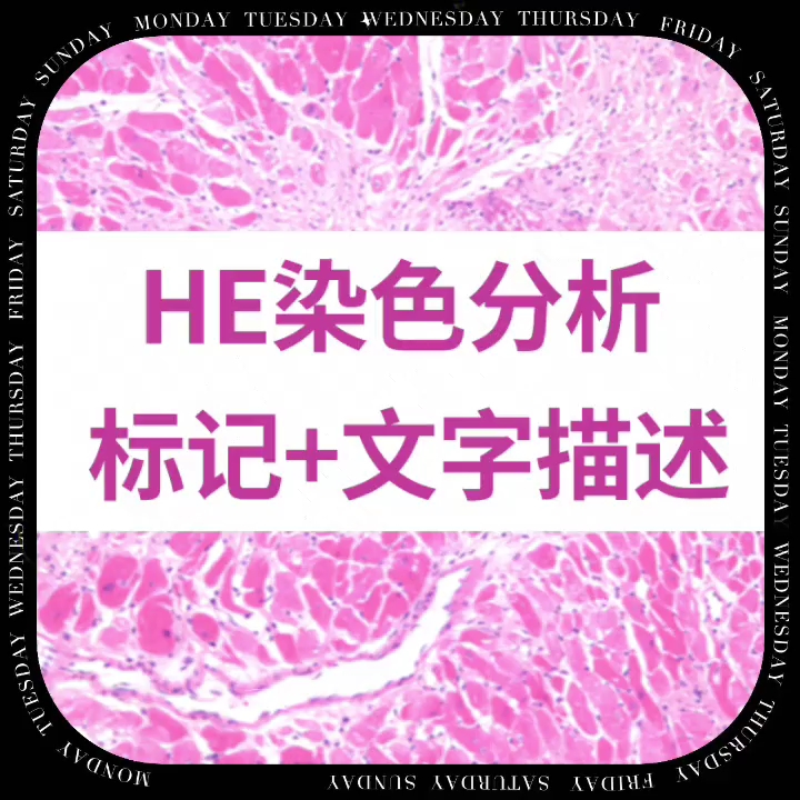 染色分析/病理分析/He染色分析