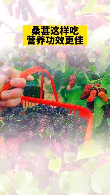 桑葚这样吃营养功效更佳