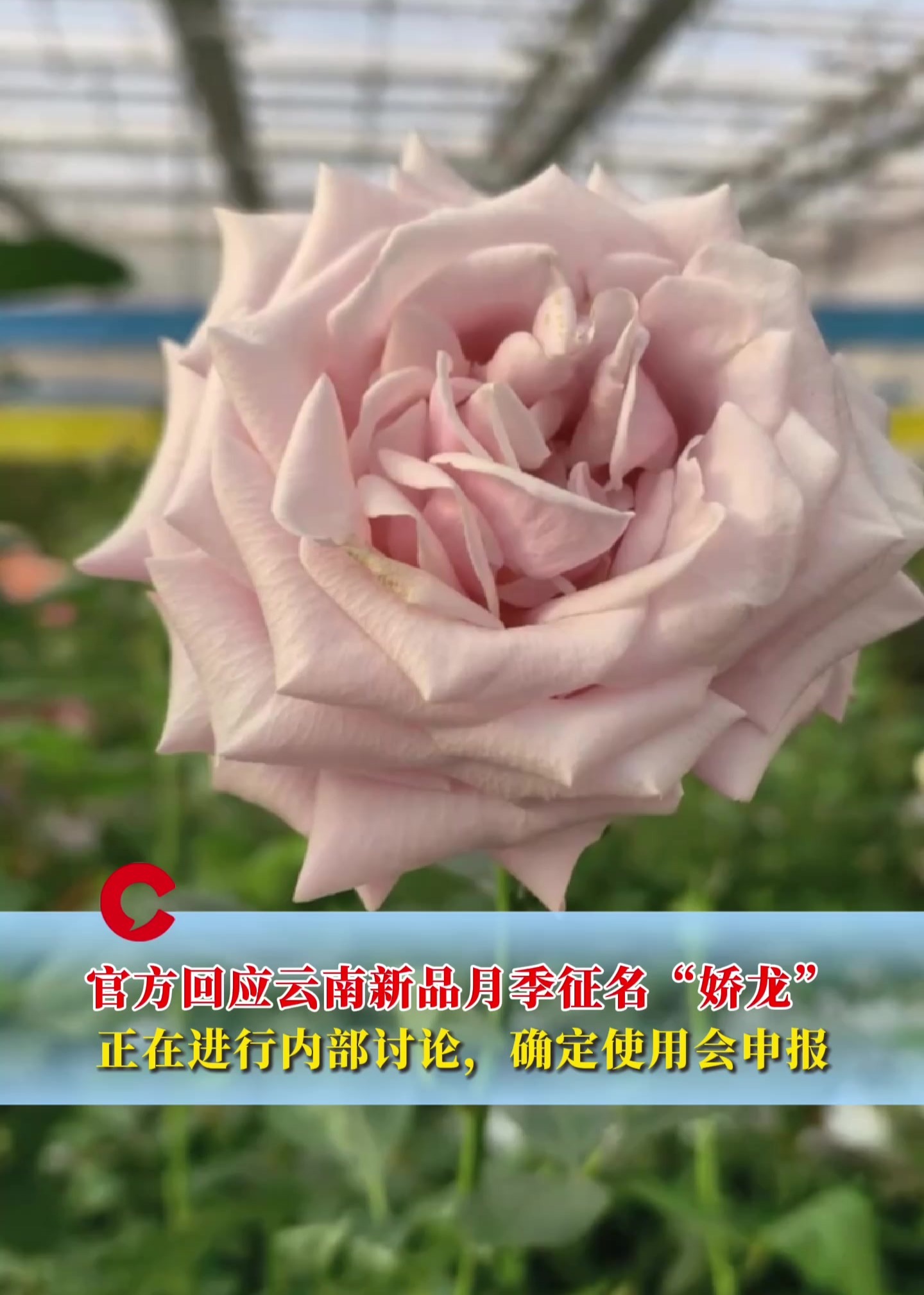 官方回应云南新品月季征名"娇龙":正在进行内部讨论,确定使用会申报