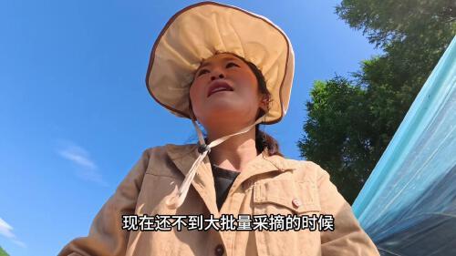 和对象返乡创业在东北大山里种木耳
