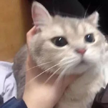 是芋头啊啊啊 