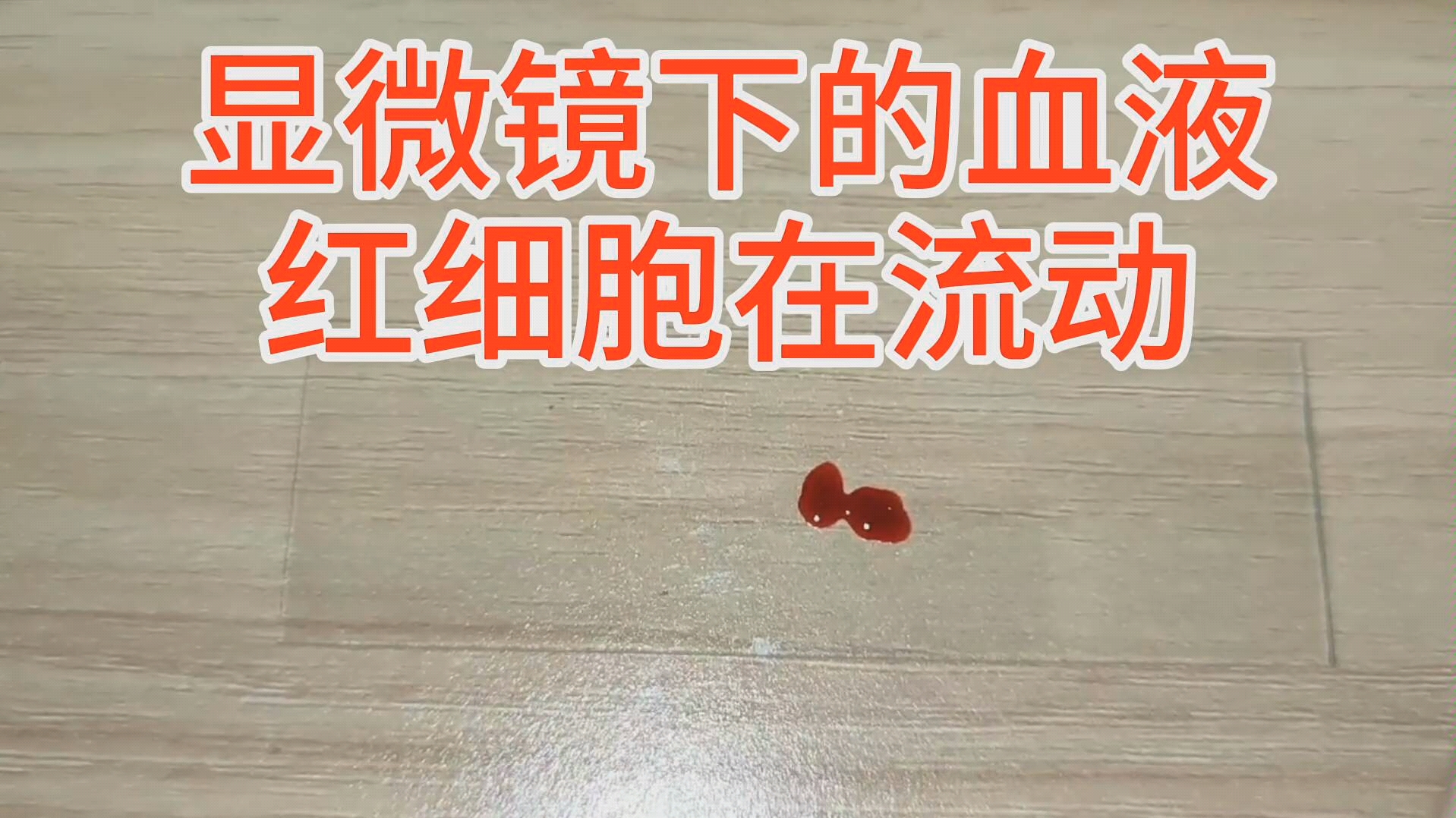显微镜下观察血液里红细胞流动