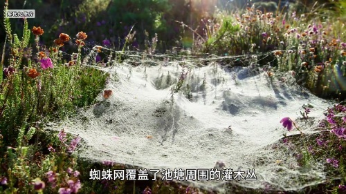 为你讲述自然世界的恐怖爬虫