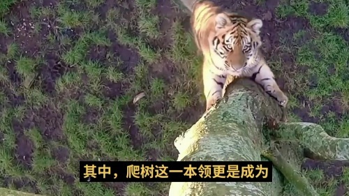 猫科动物的树上世界:爬树天赋技能揭秘