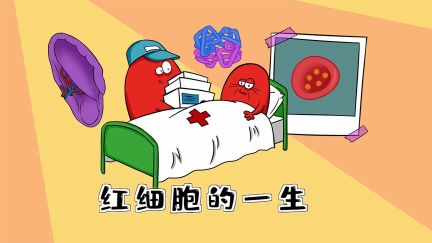 Q萌医学手绘漫画 | 红细胞的一生