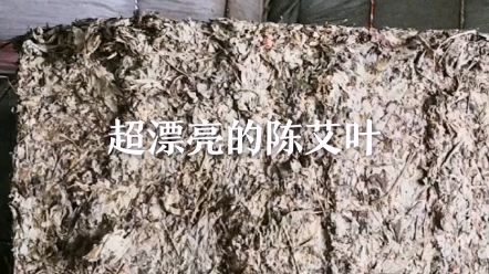 超漂亮的陈艾叶,才能做出超好用的三年陈蕲艾条