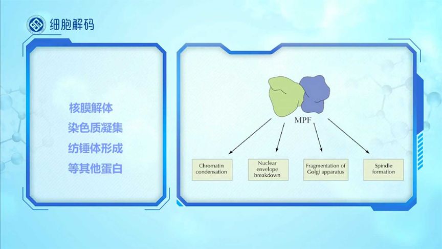 细胞解码:8.3细胞增殖与周期(上)—细胞周期核心调控系统