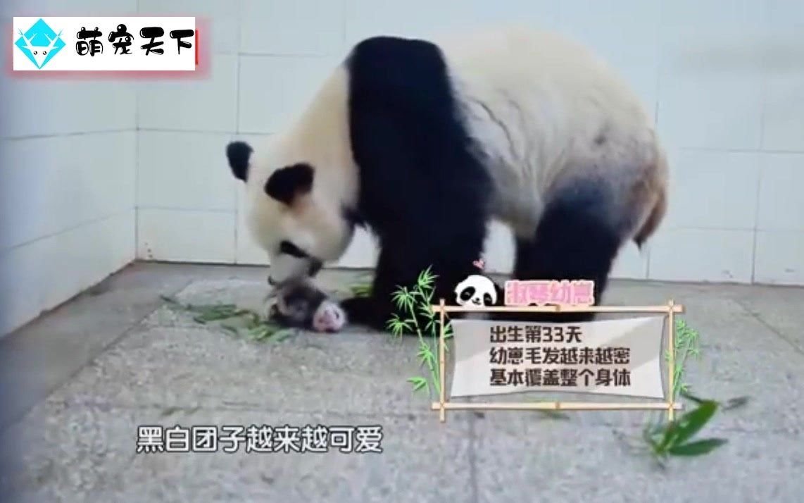刚出生的大熊猫宝宝