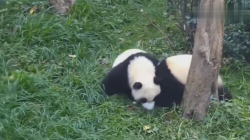 两只小熊猫打架,网友:跟我们小时候打架一模一样