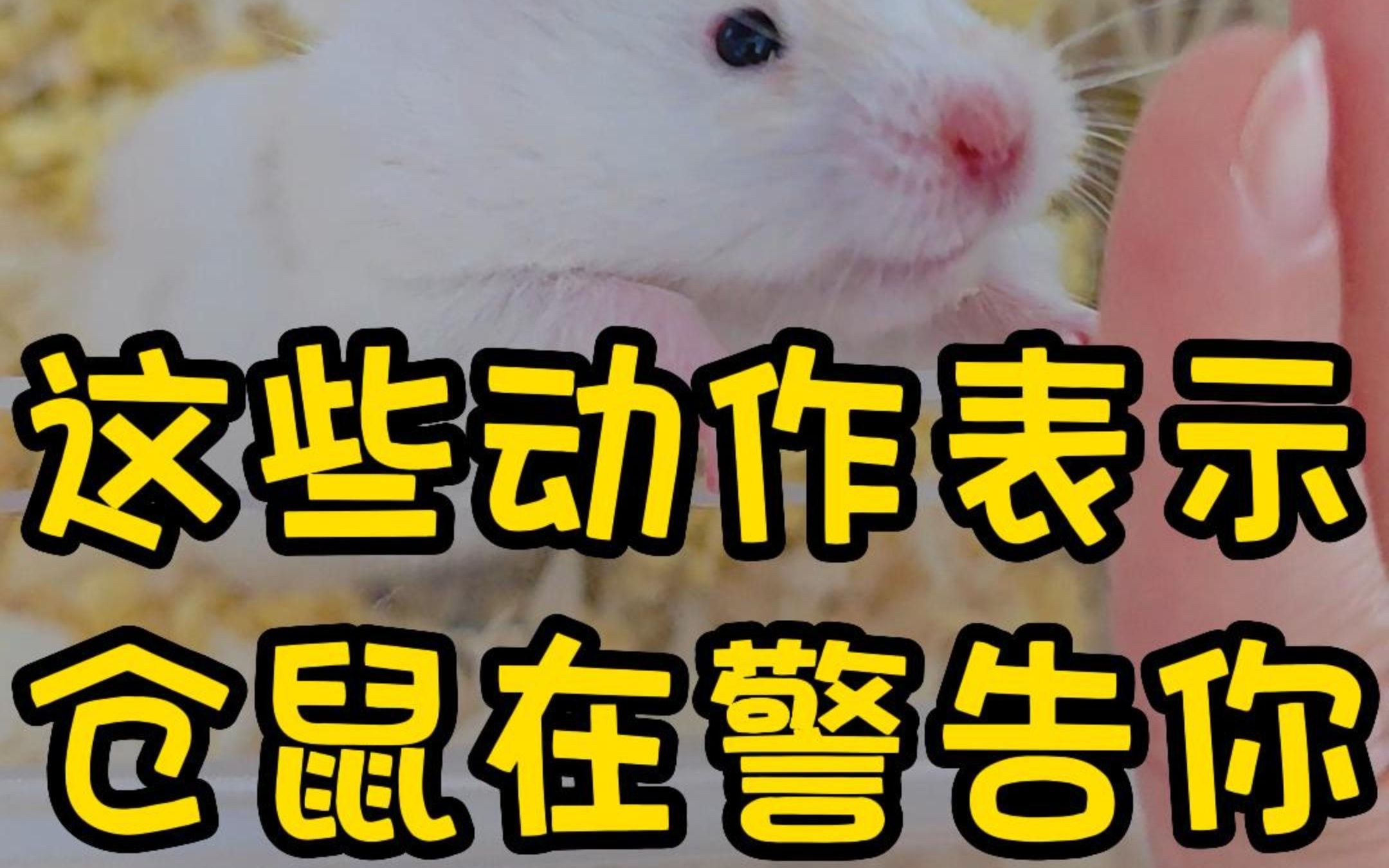 仓鼠的这些动作是在警告你