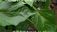 思远农业菜椒种植技术